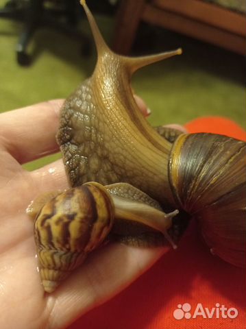 Африканские улитки ахатина иммакулята