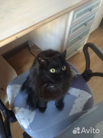 Кот