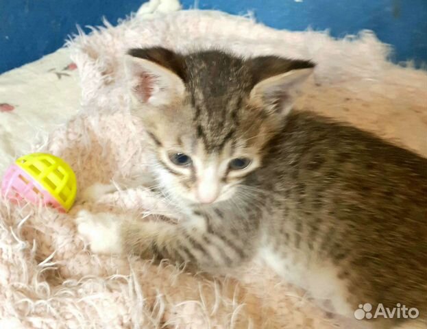 Котенок мальчик 6 недель в дар