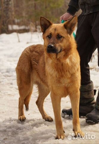 Сицилия типаж овчарки в добрые руки