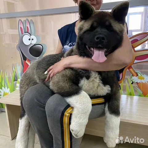 Щенки американской акиты