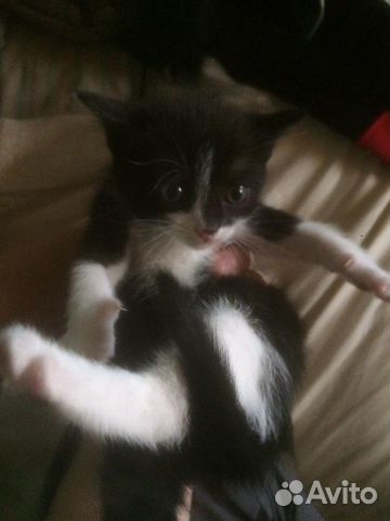 Беспородные котята