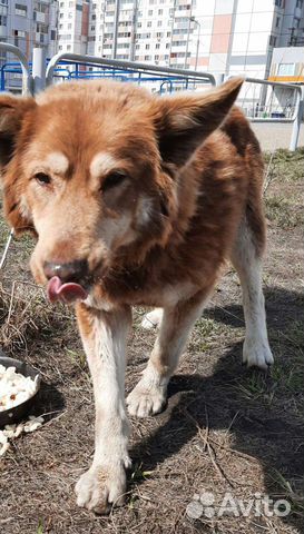 Лучшая собака в добрые руки