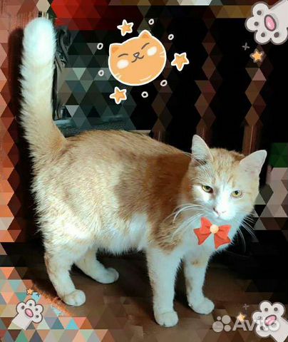 Котик Персик