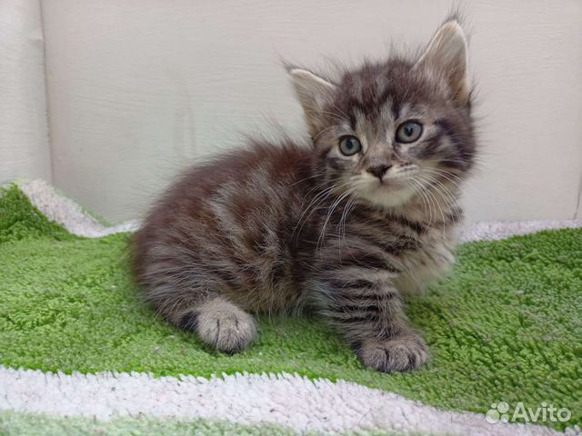 Котик Манчкин коротколапик стандарт