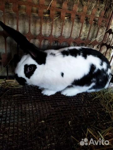 Кролик великан строкач 5месяцев. Солдатка