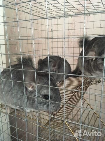 Продается шиншила девочка 1800