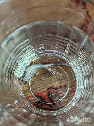 Рыбка петушок