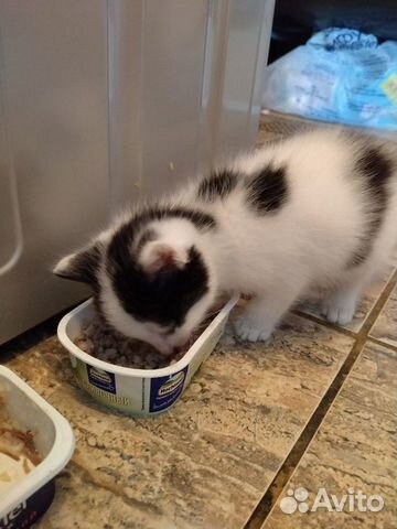 Котята в добрые руки даром