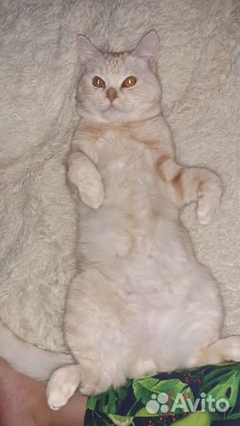 Британская длинношерстная кошка