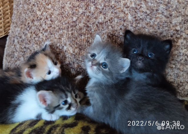 Домашние животные котята