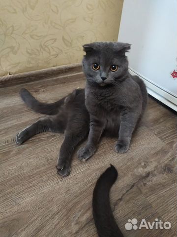 В добрые руки