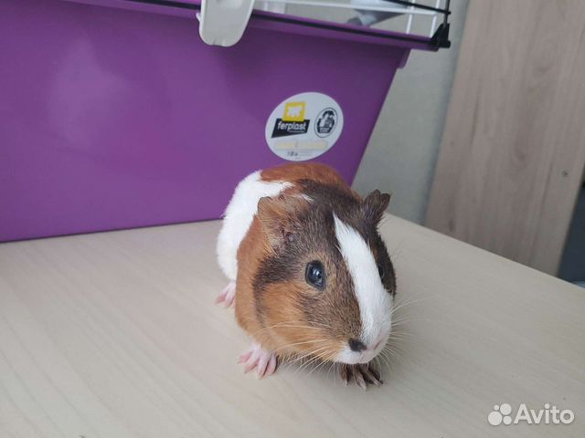 Морская свинка с клеткой