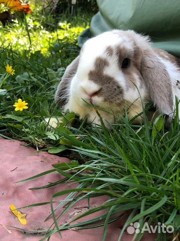 Декоративные кролики