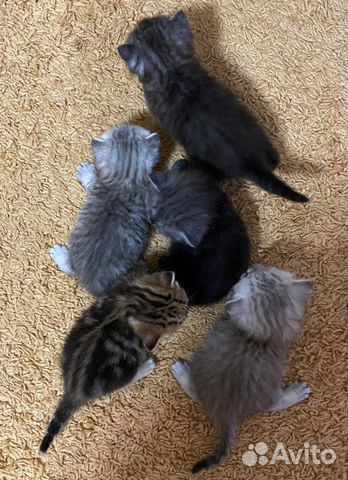 Шотландские котята