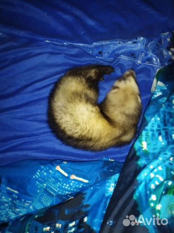 Хорек с клеткой