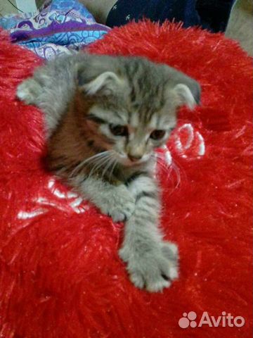 Шотландские вислоухие и прямоухие котята