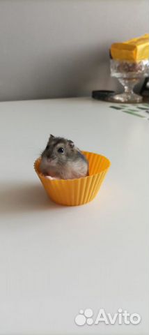 Джунгарский хомяк