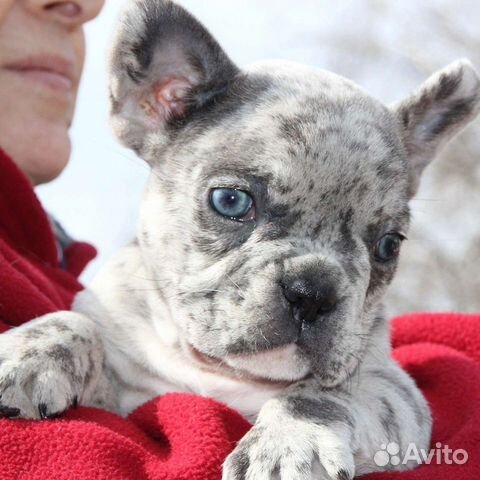 Французский бульдог