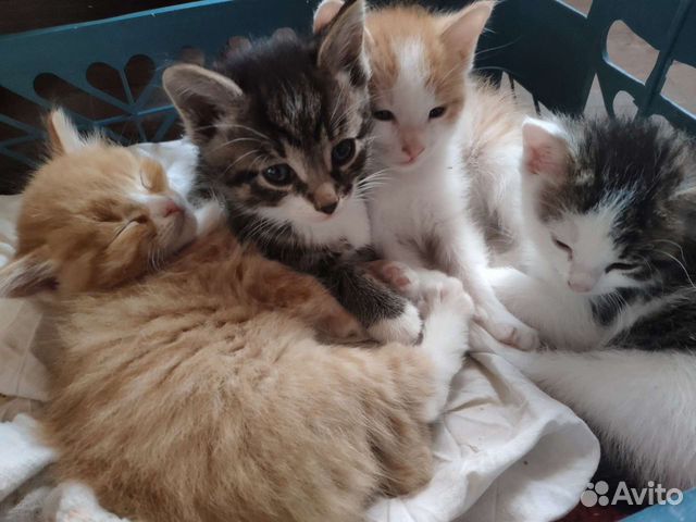 Котята в добрые руки бесплатно