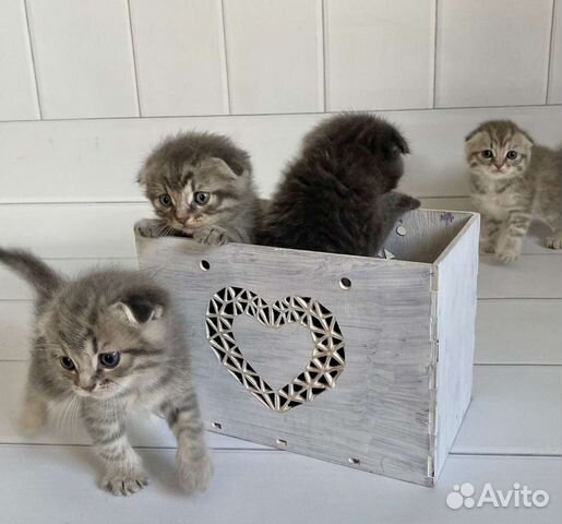 Шотландские вислоухие котята