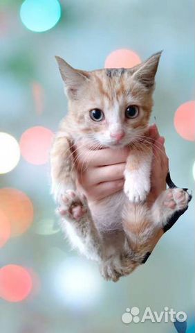 Котенок бездомный с черепаховой окраской