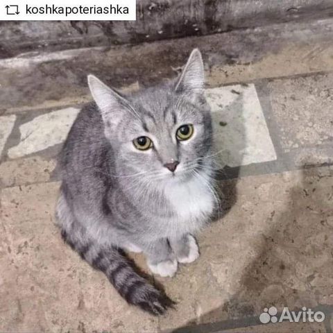 После смерти хозяина живёт в подъезде лапа