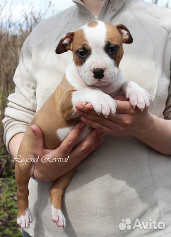 Девочка Рыжая Амстафф терьер