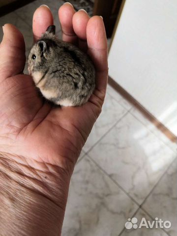 Джунгарский хомяк бесплатно