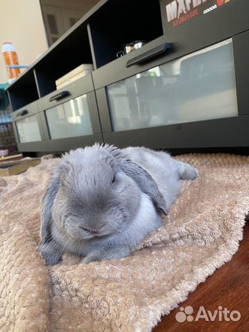 Декоративный кролик вязка