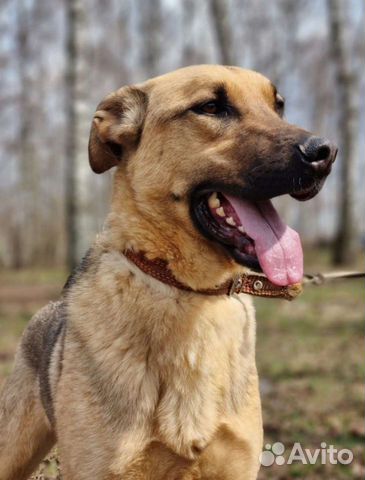 Собака ищет дом, Лео очень хочет домой