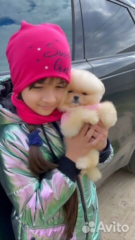 Шпиц крутышка малышка