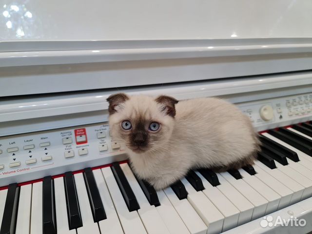 Сиамский вислоухий котенок мальчик