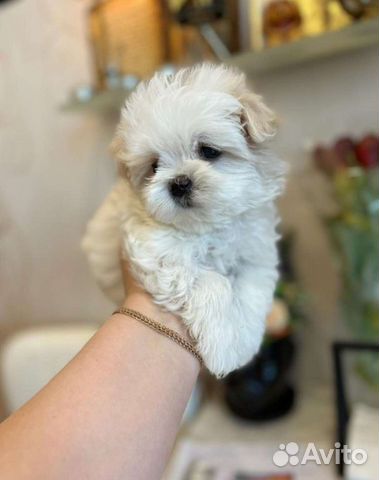 Мальтипу f1 mini