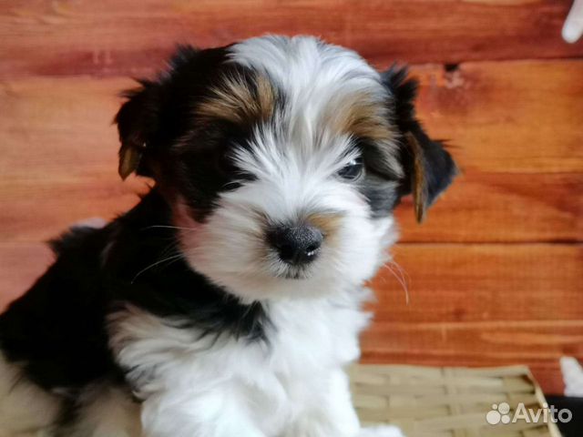 Щенки бивер йорка