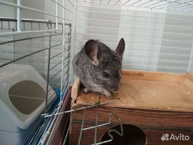 Шиншилла для вязки