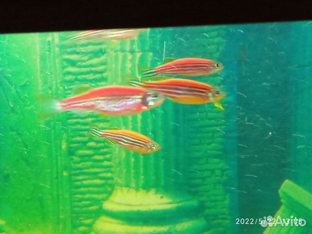Аквариумные рыбки данио