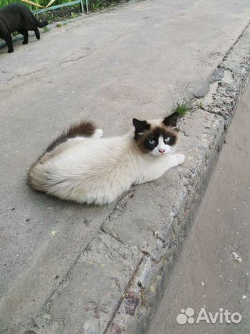 Нашелся кот, ищет любящего хозяина