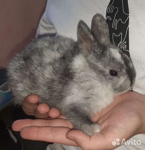 Декоративные кролики