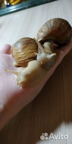 Улитки ахатины бесплатно