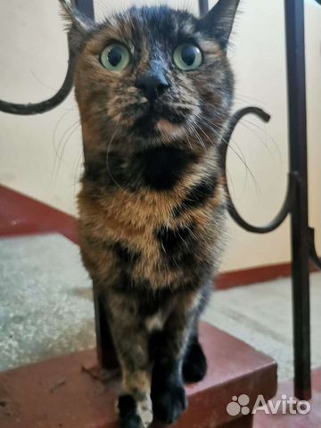 Кошку выбросили в подъезд - ищем дом или передержк