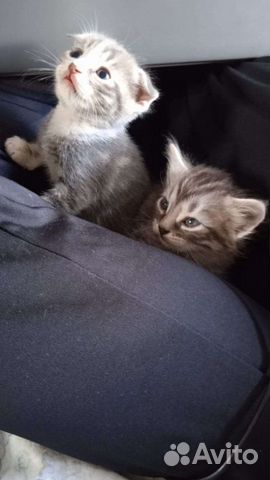 Британские котята в дар