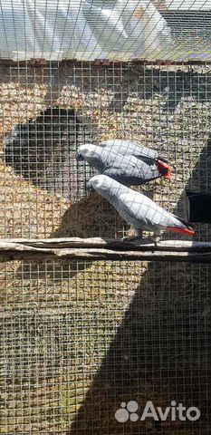 Крупный серый попугай