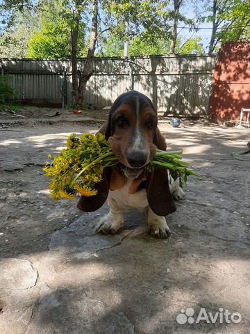 Щенок бассет хаунд