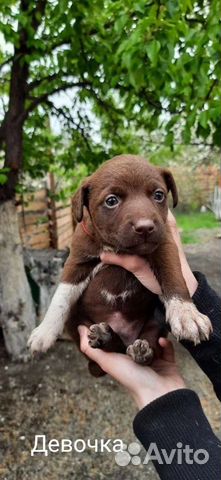 Щенки 1 месяц