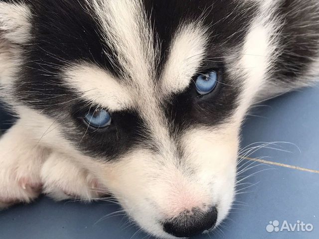 Щенки Сибирской Хаски