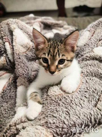 Маленький кот
