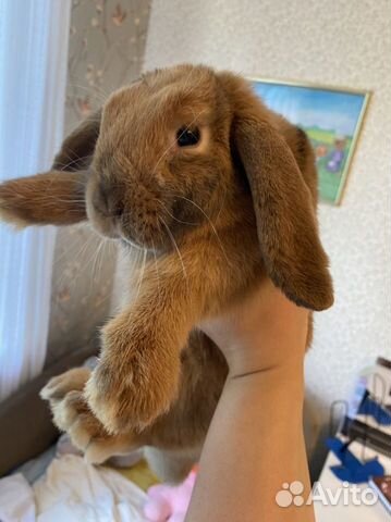 Декоративный кролик