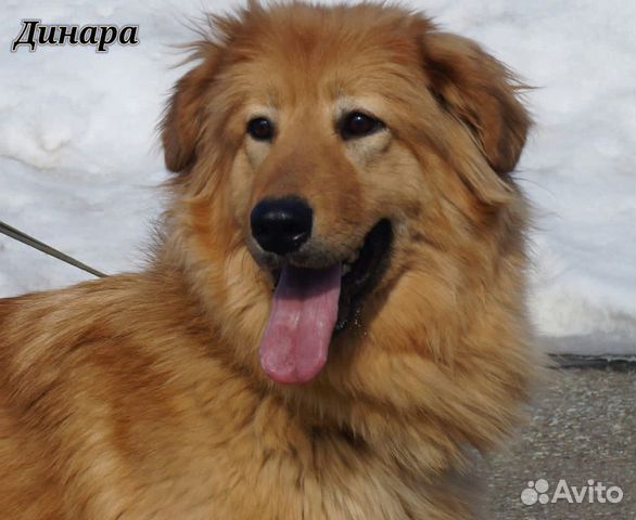 Собака рыжая, обученная кинологом