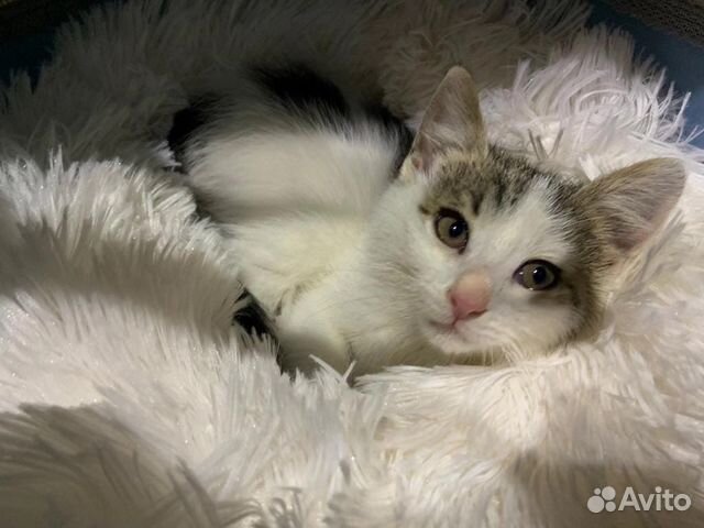 Котята